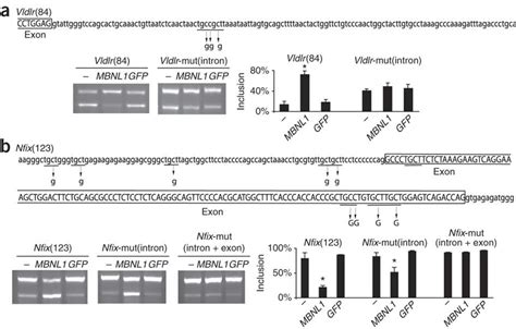 Ygcy Motifs Mediate Mbnl1 Dependent Splicing Repression And Activation Download Scientific