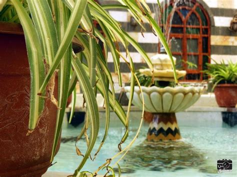 بيت دمشقي Syria Plants Garden
