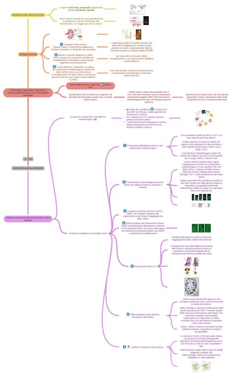 17 Bds Derivati Mesoderma Intermedio Coggle Diagram