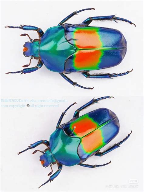 Пин на доске Bugs Насекомые Жуки