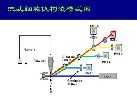 流式细胞术原理与应用简介 Word文档在线阅读与下载 无忧文档