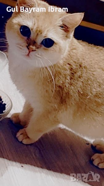 Златна чинчила родословна ну 12 в Британска късокосместа в с Маслиново