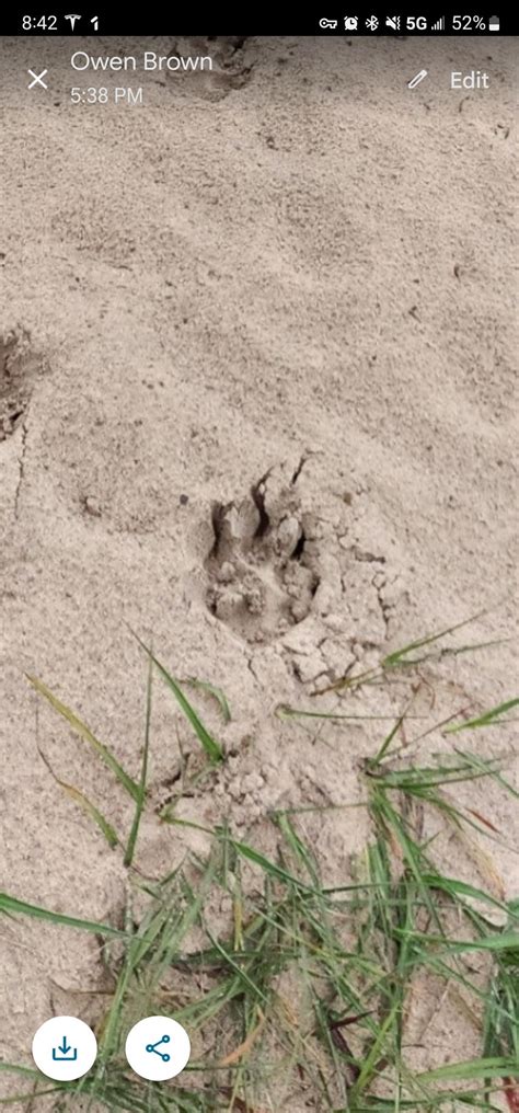 Tracks Outside Gopher Tortoise Borrow Ranimaltracking