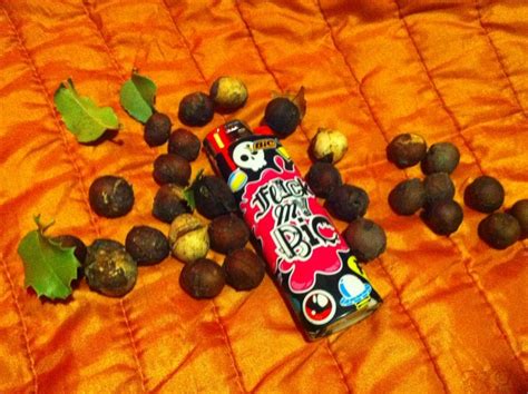 Wild Nut Identification Ubc Botanical Garden Forums