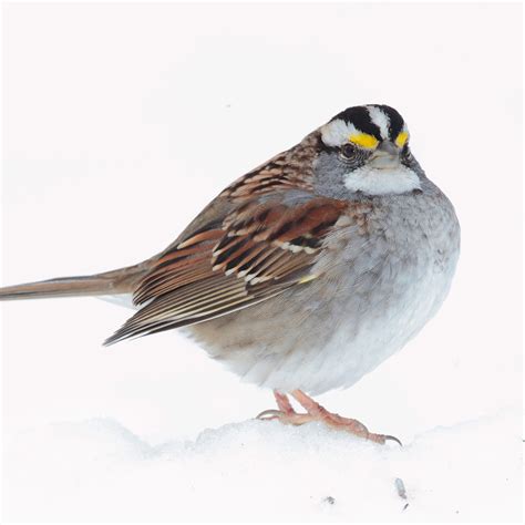 White Throated Sparrow