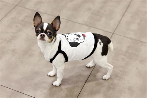 잠실 2018 0124 치와와 레오 책임분양 웰시코기 치와와 닥스훈트 고양이입양 요크셔테리어 토이푸들 유기견보호소 러시안블루 강아지배변훈련 도그마루 홈스쿨 강아지