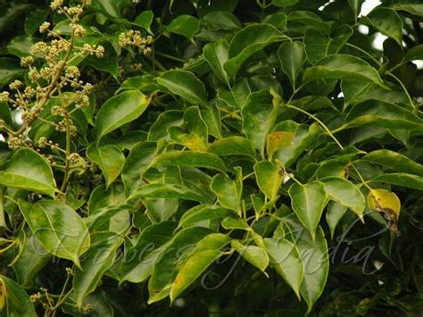 Arthrophyllum Diversifolium Common Ivy Palm