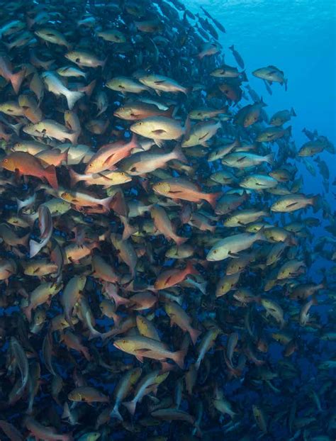 A Decade Of Diving Palaus Spawning Aggregations Underwater360