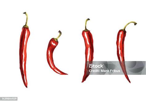 붉은 뜨거운 칠리 고추 녹색 줄기로 세팅 된 전체 익은 포드 손으로 그린 신선한 유기농 향신료 수채화 그림 개체 그룹에 대한 스톡 벡터 아트 및 기타 이미지 Istock
