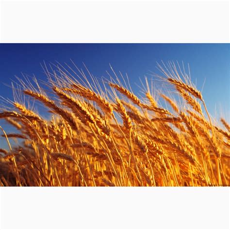 Продам пшеницу фуражную купить пшеницу фуражную Чувашская Республика — Agro Russia