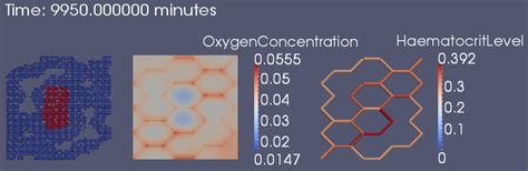 A Pair Of Snapshots Showing A Two Dimensional Simulation Of Vascular Download Scientific