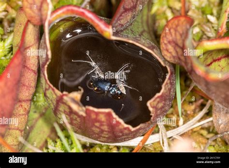 Various Insects Trapped And Drowned Inside A Pitcher Plant A