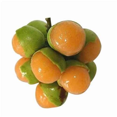 Spanish Lime Tree