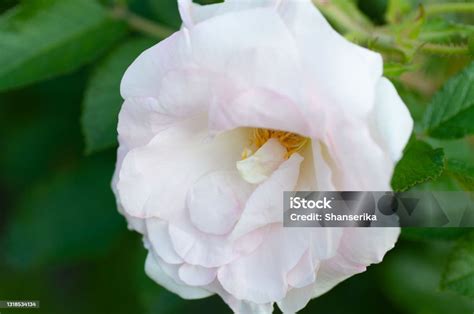 하얀 꽃과 녹색 잎으로 야생 장미의 지점 야외 지구 정원 클로즈 업 매크로 꽃 배경에서 외부 성장 0명에 대한 스톡 사진 및