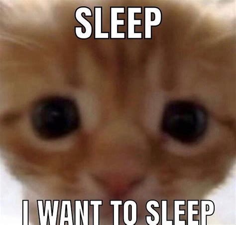 I Want To Sleep Cute Sleeping Meme Cat Memes Cat Reactions
