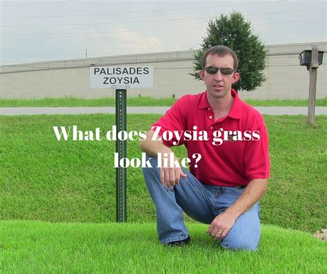 What Does Zoysia Grass Look Like Houston Pearland Sugar Land Katy