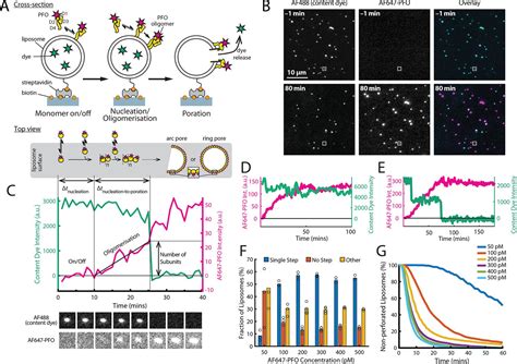 Single Molecule Analysis Of The Entire Perfringolysin O Pore Formation Pathway Elife