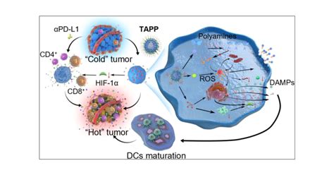 Supramolecular Modulation Of Tumor Microenvironment Through Pillar[5]arene Based Host Guest