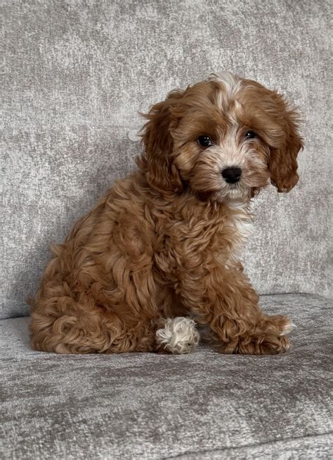 Cavapoo Full Grown Cavapoo Dog Breed Information And Characteristics