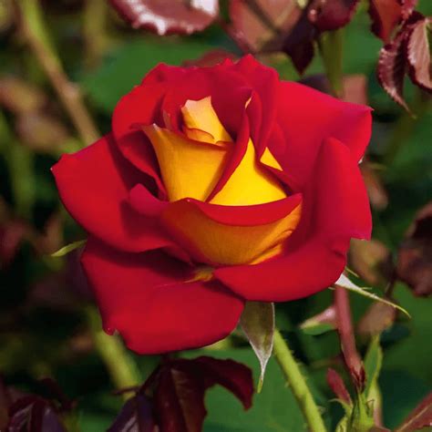 Direct Gardening Ketchup And Mustard Floribunda Rose Bush Perennial
