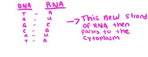 Biology 13 1 Quiz Ponzo Flashcards Quizlet