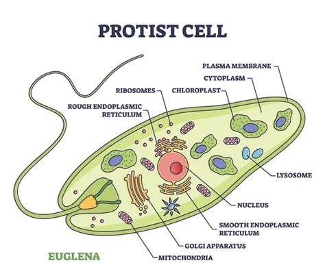 Euglena Gracilis Diagram