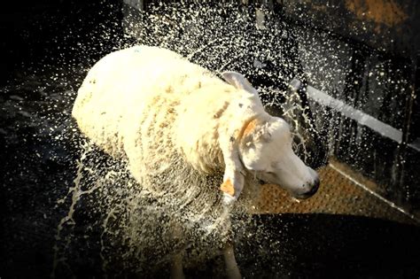 Consultation Over Sheep Scab Amendments The Shetland Times Ltd