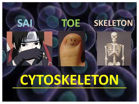 Typical Parts Of The Cell Not Found In The Ems Endomembrane System Ppt