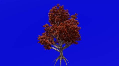 Tree Animation Japanese Korean Stewartia Deciduous Camellia