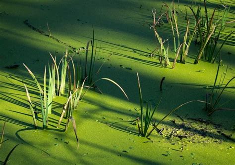 Filamentous Algae Control And Prevention The Weeders Digest