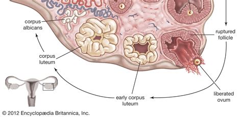 Reproductive System Luteal Phase Esali Birth