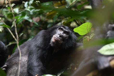 Bonobo Mothers Help Their Sons Find Mates And Have More Sex Iflscience