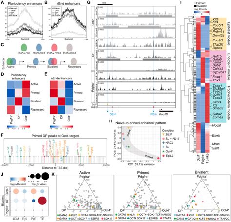 The Primitive Endoderm Supports Lineage Plasticity To Enable Regulative Development Cell