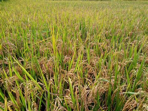 Rice Plant Harvest Gold Stock Image Image Of Flower 265650897