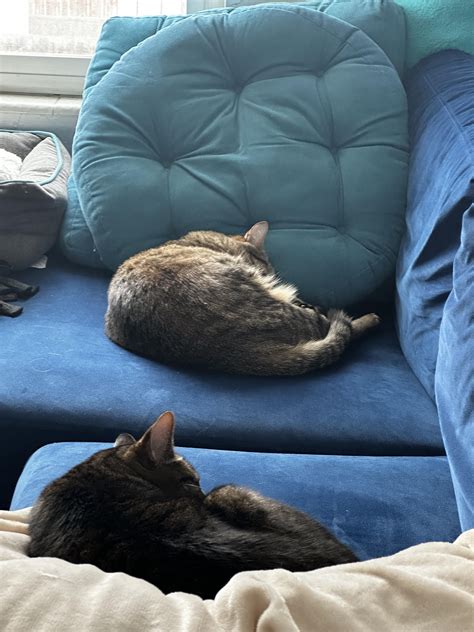 Sic Synchronized Sleeping Rstandardissuecat