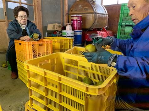 ラフランスの軸を切る作業 果樹園うめつ