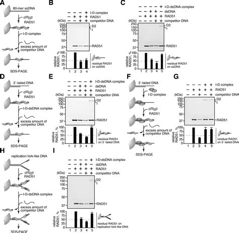 The I D Complex Stabilizes The Rad51 Dna Nucleoprotein Filament A