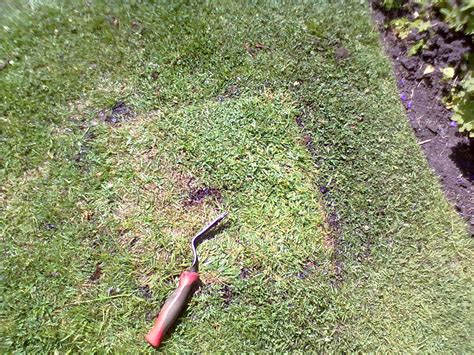 Rachel The Gardener How To Deal With Tree Roots In The Lawn