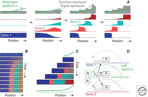 Models For The Generation And Interpretation Of Gradients