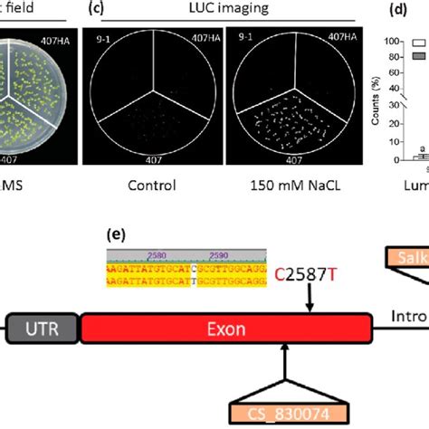Target Protein Detection And Luciferase Activity Characterization In Download Scientific