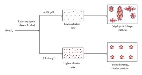 Proposed Scheme Of Gnp Synthesis At Different Ph Of Fungal Extract Download Scientific Diagram