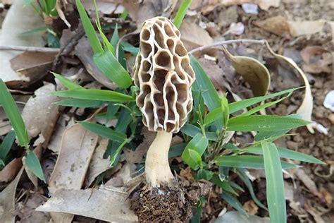 春のきのこアミガサタケ 里山の四季