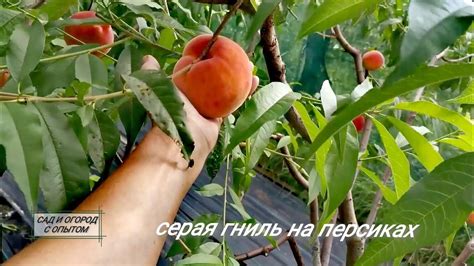 ☑️Как спасти урожай Серая гниль на Персиках как бороться Youtube