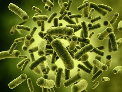Qué Son Las Bacterias Coliformes
