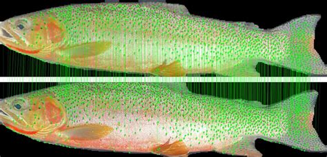Identify Individuals With Local Feature Matching Earthtoolsmaker