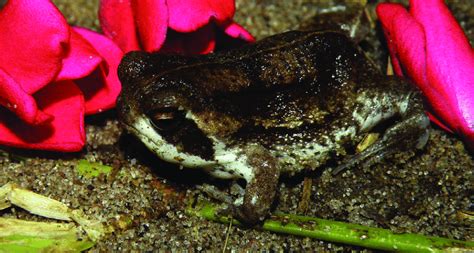 Common Rain Frog Breviceps Cf Adspersus From Vilanculos Varanda