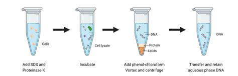 Experimental Protocol For Dna Extraction Aat Bioquest