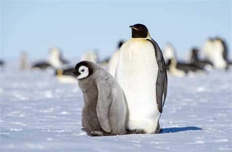 Emperor Penguin Masuk Daftar Spesies Terancam Diprediksi Punah Bila