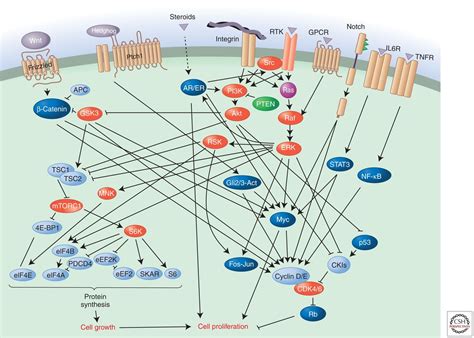 Signal Transduction Pathway Ras At Kasey Bailey Blog