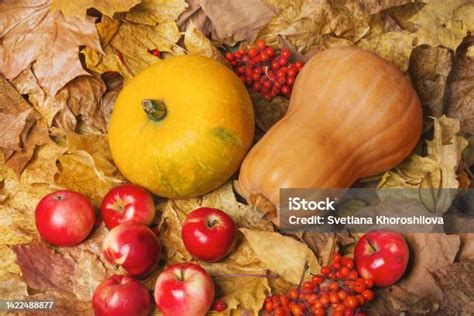 과일과 채소의 가을 수확 산 애쉬 호박 사과의 열매는 노란색 타락한 단풍 나무 잎의 배경에 대하여 가을 배경 10월에 대한 스톡 사진 및 기타 이미지 Istock